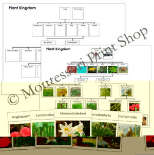 Plant Kingdom Cards and Charts | Made By Teachers