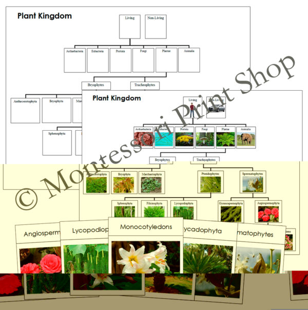 Plant Kingdom Cards and Charts | Made By Teachers
