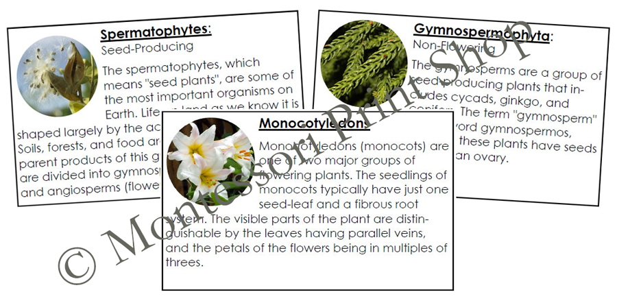 Plant Kingdom Information Cards | Made By Teachers