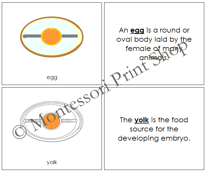 Parts of an Egg Book - Montessori Nomenclature | Made By Teachers