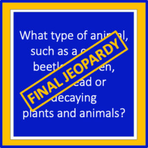 Ecosystems Jeopardy - an interactive science game - Made By Teachers