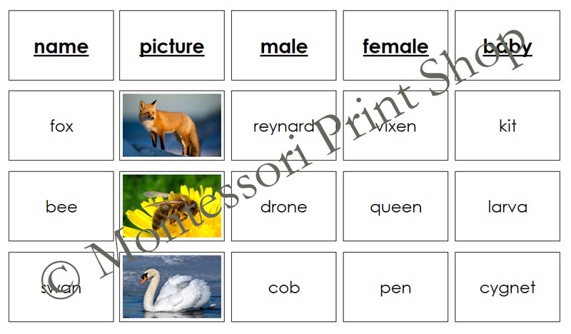 Animals and Their Names - Matching Cards | Made By Teachers