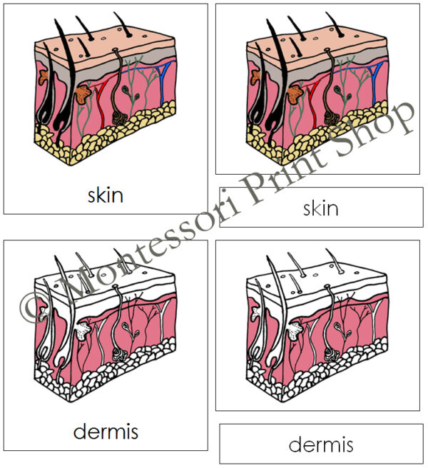 Parts of Human Skin 3-Part Cards - Montessori Nomenclature | Made By ...