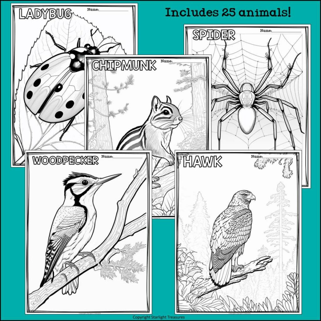 Woodland Animals Research Posters, Coloring Pages - Animal Research ...