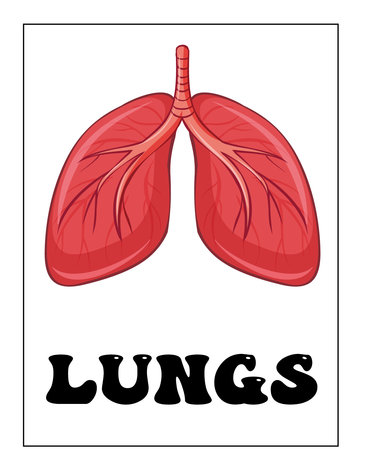 "Master the Human Body: Ace Your Anatomy with These Flashcards for ...