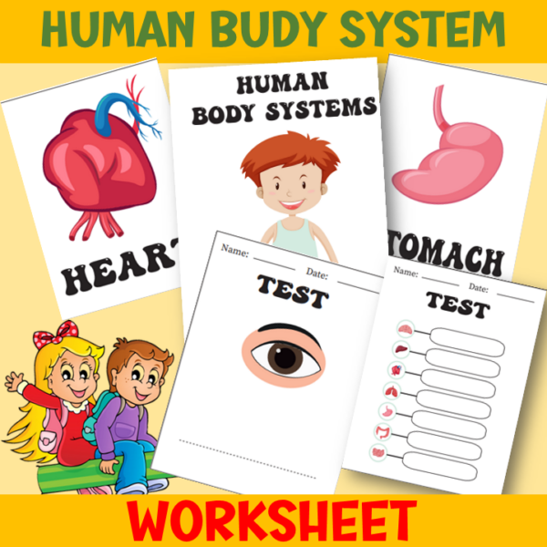 "Master the Human Body: Ace Your Anatomy with These Flashcards for ...
