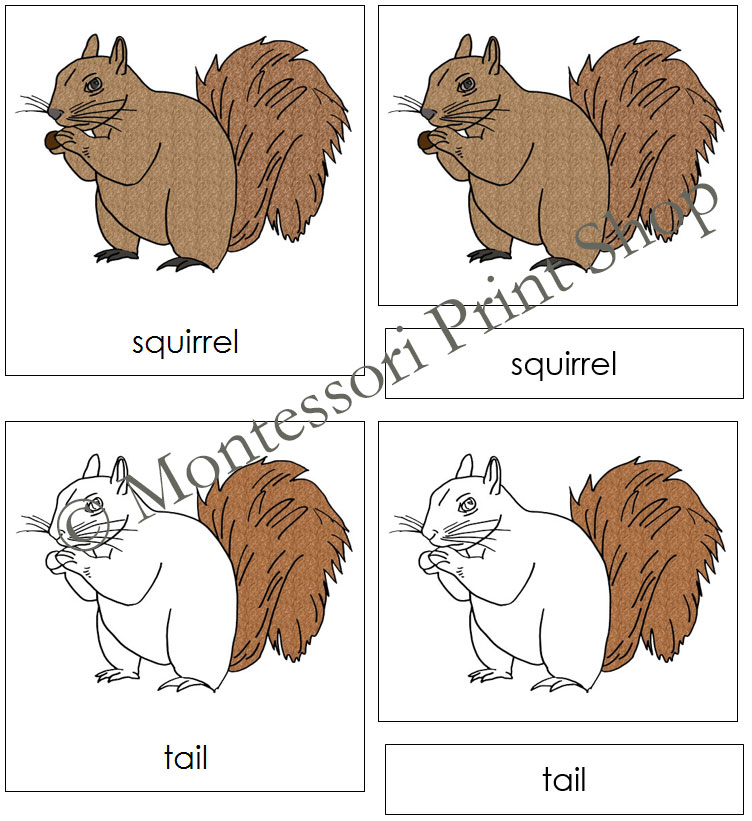 Parts of a Squirrel 3-Part Cards - Montessori Nomenclature | Made By ...