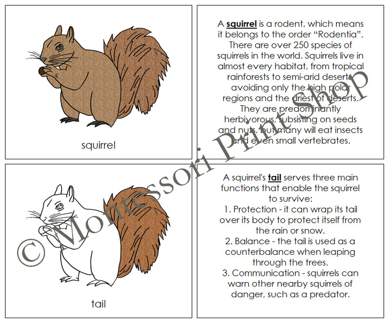 Parts of a Squirrel Book - Montessori Nomenclature | Made By Teachers