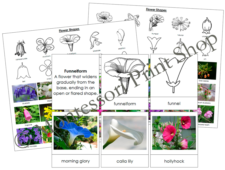 Flower Shapes Sorting Cards & Control Charts (botany) | Made By Teachers