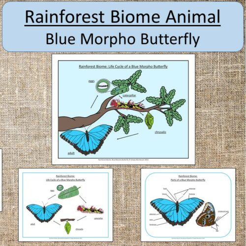 Rainforest Biome Animal: Blue Morpho Butterfly Animal activities | Made ...