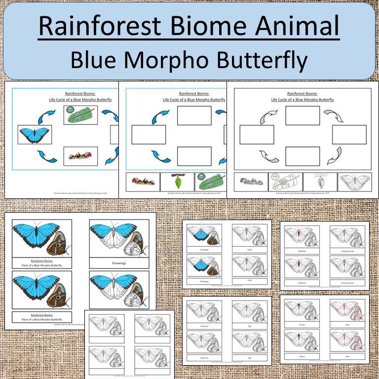 Rainforest Biome Animal: Blue Morpho Butterfly Animal activities | Made ...