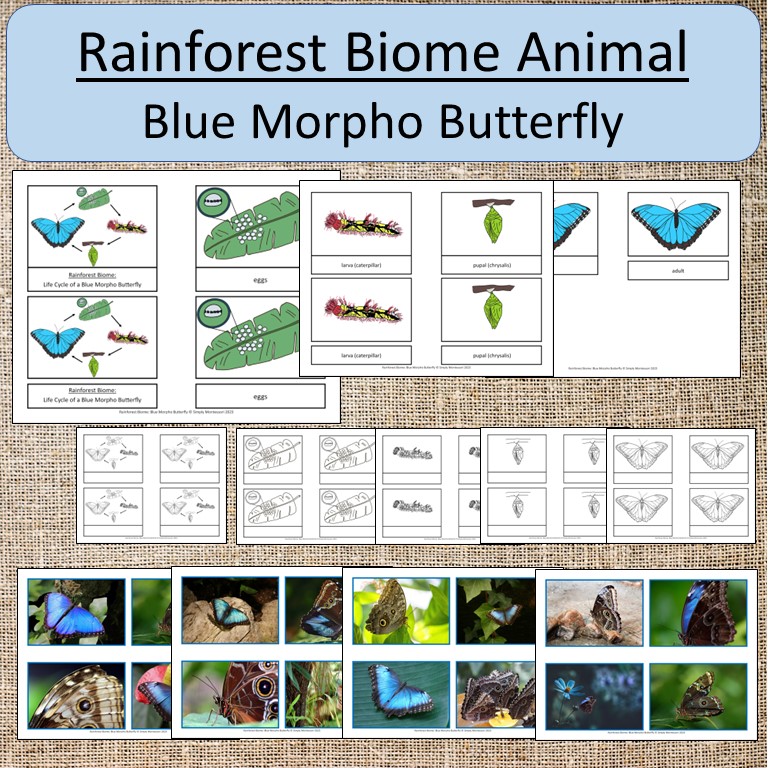 Rainforest Biome Animal: Blue Morpho Butterfly Animal activities | Made ...
