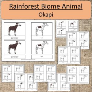 Rainforest Biome Animal: Okapi Study Montessori | Made By Teachers