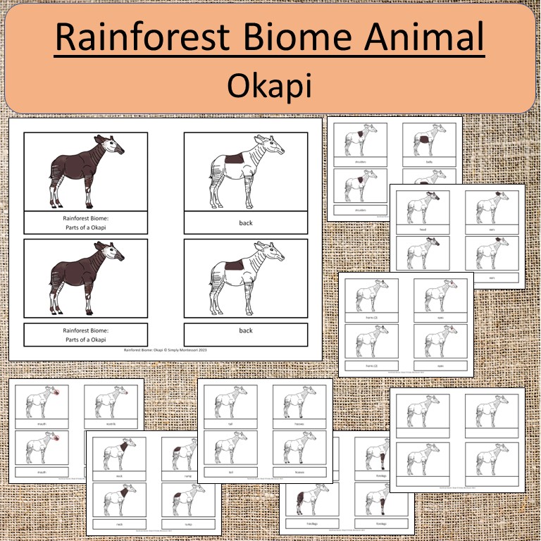 Rainforest Biome Animal: Okapi Study Montessori | Made By Teachers
