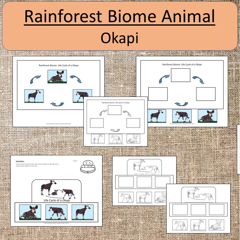 Rainforest Biome Animal: Okapi Study Montessori | Made By Teachers