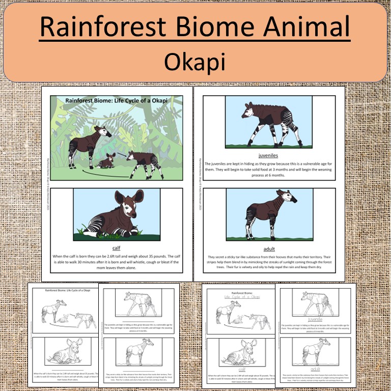 Rainforest Biome Animal: Okapi Study Montessori | Made By Teachers