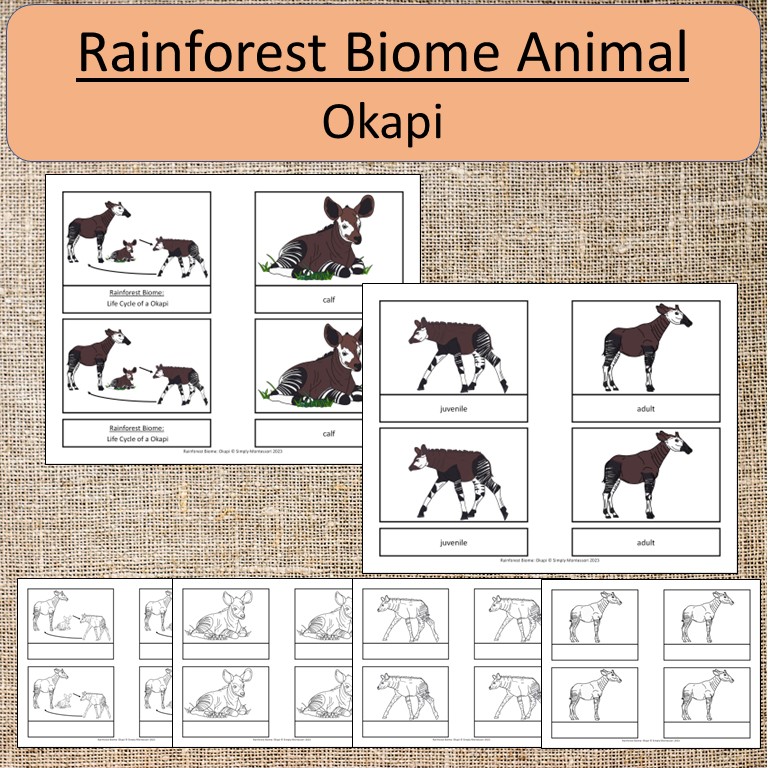 Rainforest Biome Animal: Okapi Study Montessori | Made By Teachers