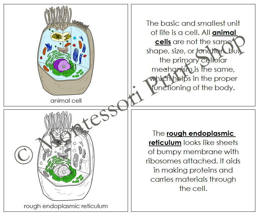 Parts of an Animal Cell Book - Montessori Nomenclature | Made By Teachers