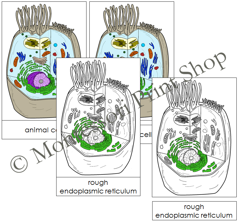 Parts of an Animal Cell 3-Part Cards - Montessori Nomenclature | Made ...