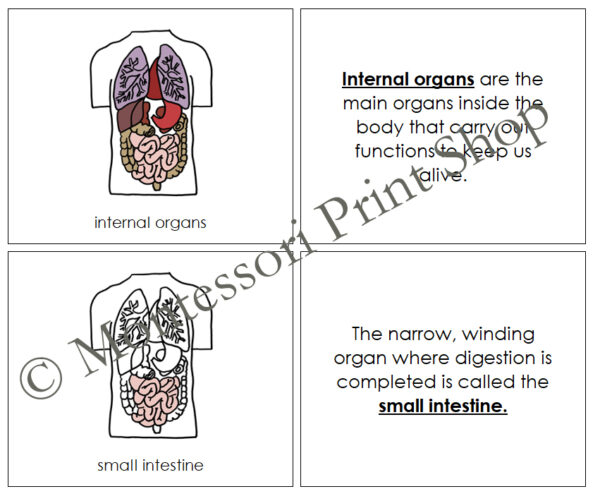 Human Internal Organs Book - Montessori Nomenclature | Made By Teachers