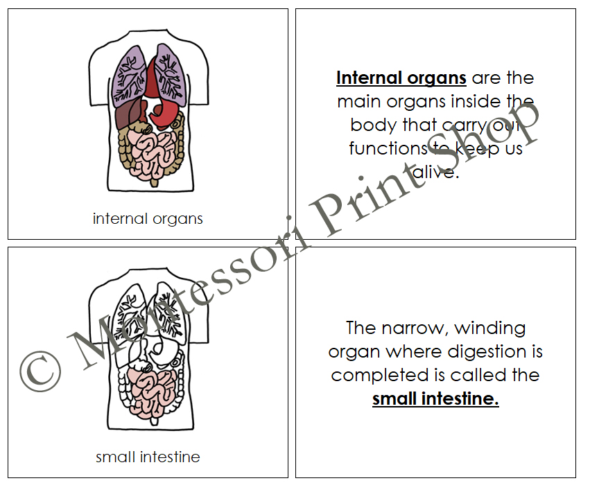 Human Internal Organs Book - Montessori Nomenclature | Made By Teachers