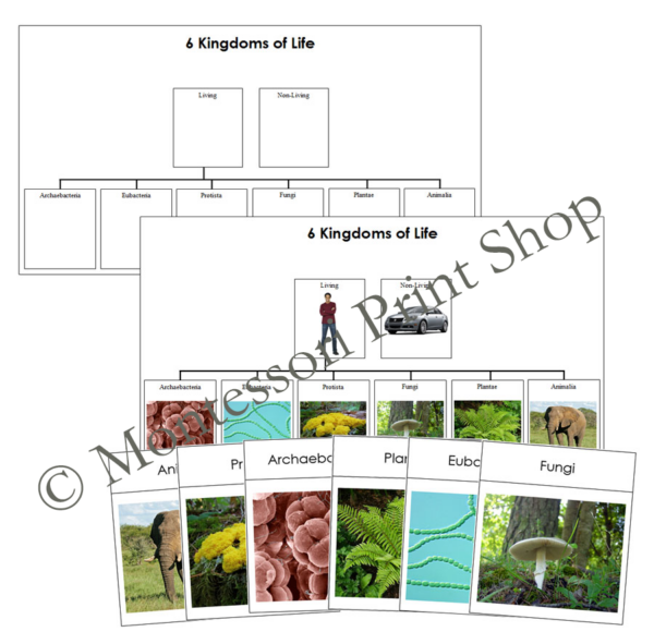 Six Kingdoms of Life Cards & Charts | Made By Teachers