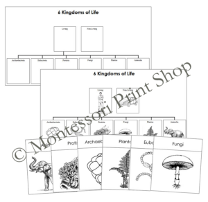 Six Kingdoms of Life Cards & Charts - Blackline Masters | Made By Teachers