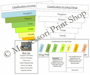 Six Kingdoms of Life - Classification Concepts | Made By Teachers