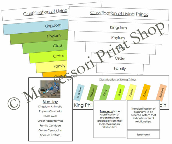 Six Kingdoms of Life - Classification Concepts | Made By Teachers