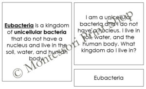 Six Kingdoms of Life Quiz Cards | Made By Teachers