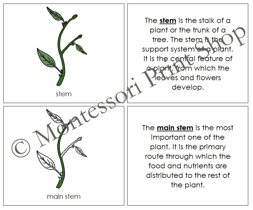 Parts of a Stem Book - Montessori Nomenclature | Made By Teachers