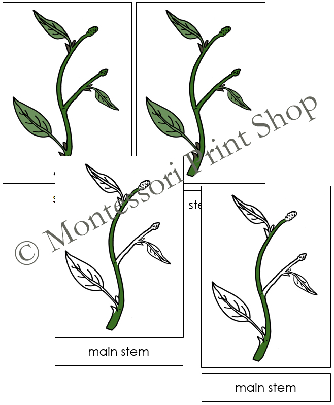 Parts of a Stem 3-Part Cards - Montessori Nomenclature | Made By Teachers