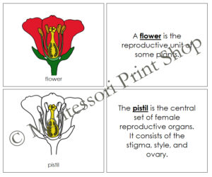 Botany Nomenclature Bundle (Set #1) - Montessori | Made By Teachers