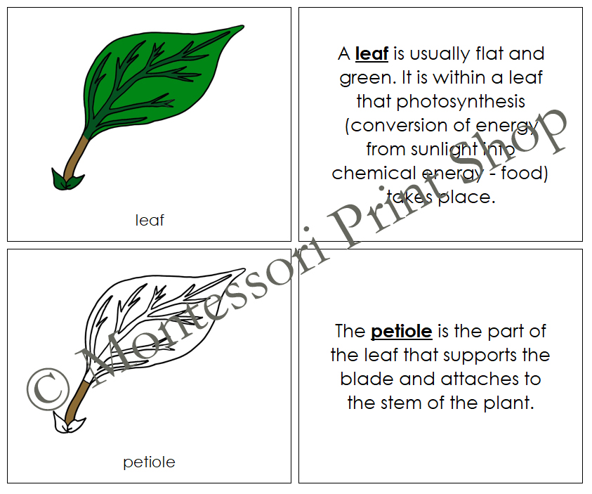 Botany Nomenclature Bundle (Set #1) - Montessori | Made By Teachers