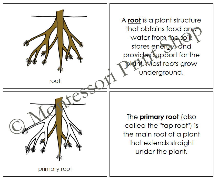 Botany Nomenclature Bundle (Set #1) - Montessori | Made By Teachers