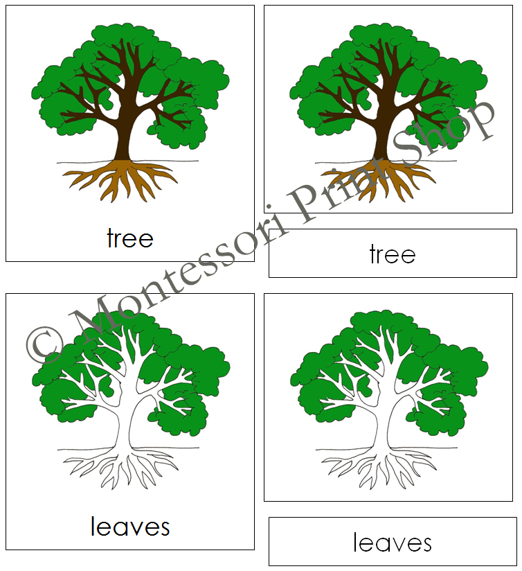Botany Nomenclature Bundle (Set #1) - Montessori | Made By Teachers