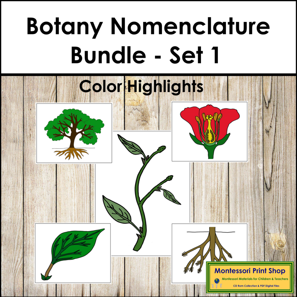 Botany Nomenclature Bundle (Set #1) - Montessori | Made By Teachers