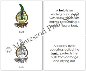 Parts of a Bulb Book - Montessori Nomenclature | Made By Teachers