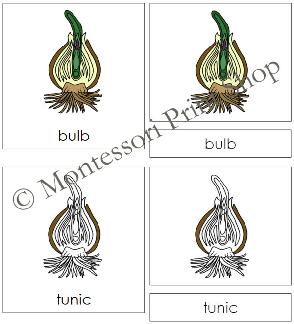 Parts of a Bulb 3-Part Cards - Montessori Nomenclature | Made By Teachers