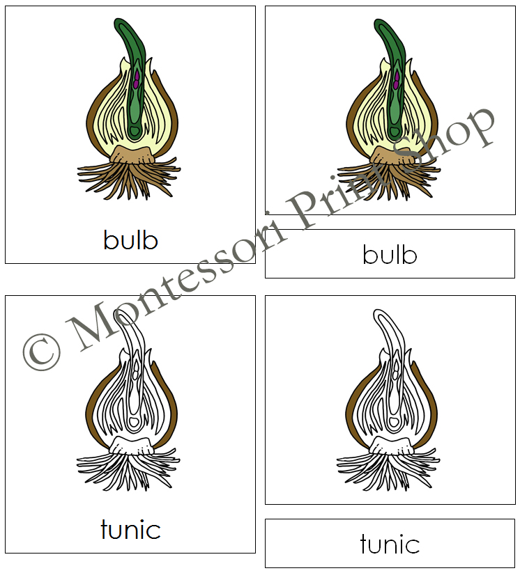 Parts of a Bulb 3-Part Cards - Montessori Nomenclature | Made By Teachers
