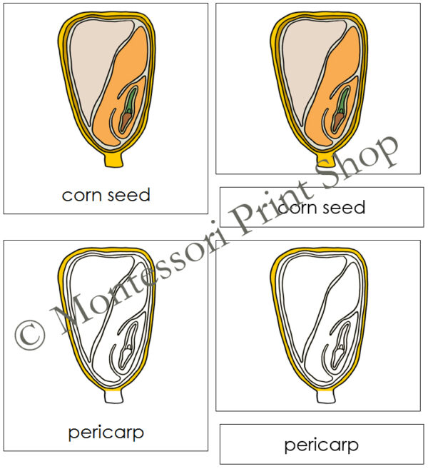 Parts of a Corn Seed 3-Part Cards - Montessori Nomenclature | Made By ...
