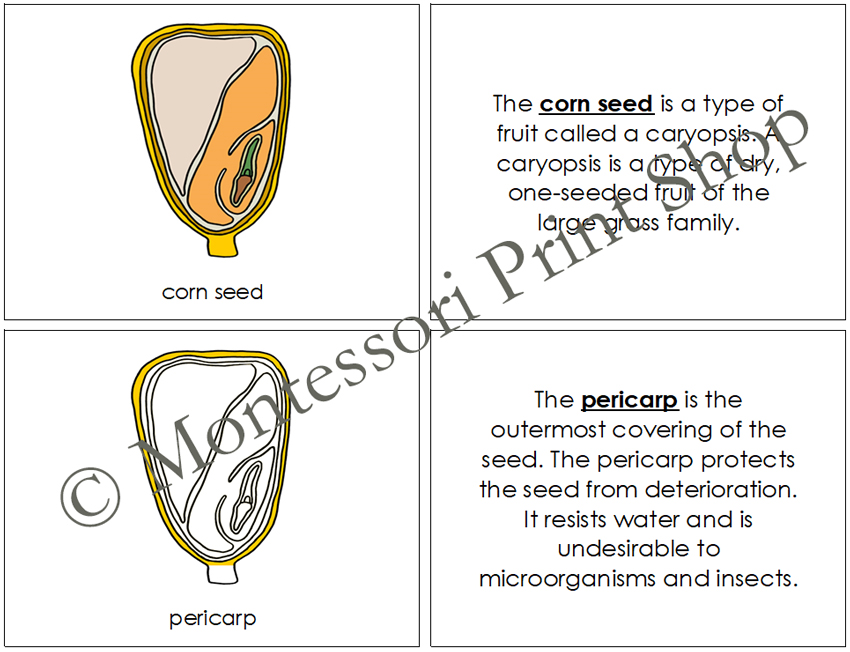 Parts of a Corn Seed Book - Montessori Nomenclature | Made By Teachers