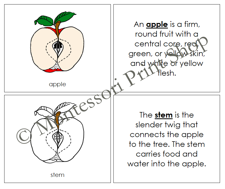 Botany Nomenclature Bundle (Set #2) - Montessori | Made By Teachers
