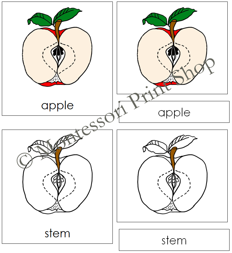 Botany Nomenclature Bundle (Set #2) - Montessori | Made By Teachers