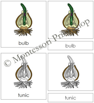 Botany Nomenclature Bundle (Set #2) - Montessori | Made By Teachers