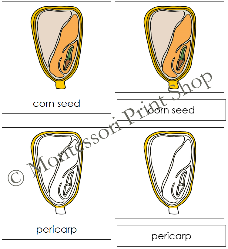 Botany Nomenclature Bundle (Set #2) - Montessori | Made By Teachers