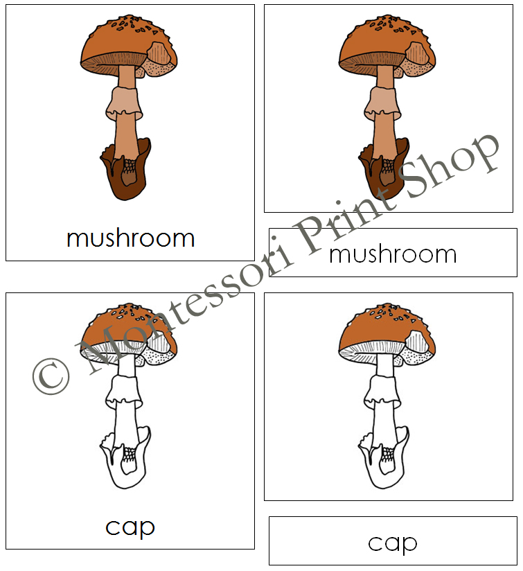 Botany Nomenclature Bundle (Set #2) - Montessori | Made By Teachers