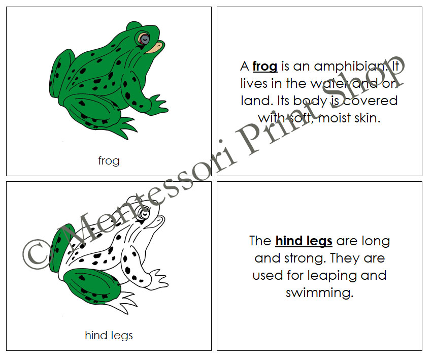 Zoology Nomenclature Bundle (Set #1) - Montessori | Made By Teachers