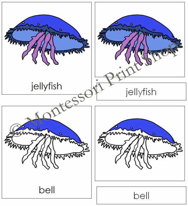Parts of a Jellyfish 3-Part Cards - Montessori Nomenclature | Made By ...