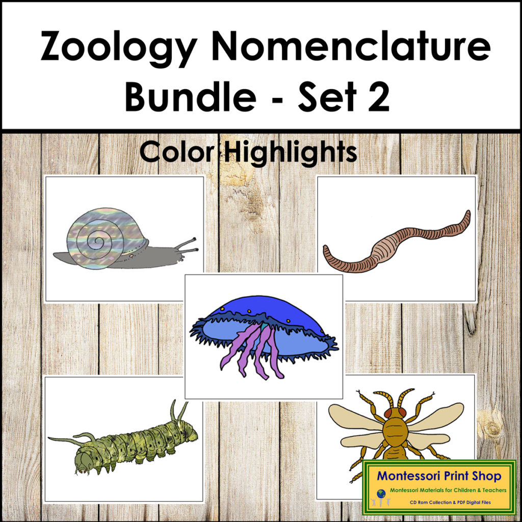 Zoology Nomenclature Bundle (Set #2) - Montessori | Made By Teachers